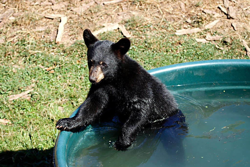 A New Bill to Consider Black Bear Hunting Season In Iowa Has Cleared ...