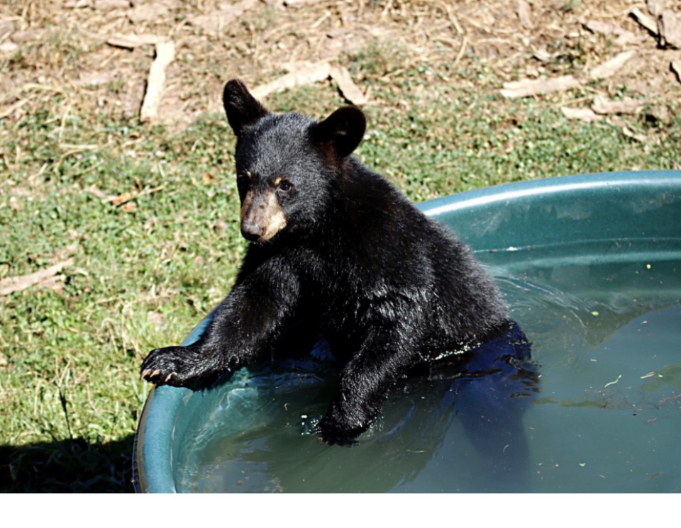 Midwest black bear population may start calling parts of Iowa home down ...