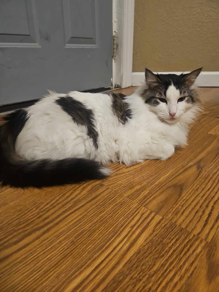 Lost Cat Near Clark Campus – Dubuque In Pursuit News