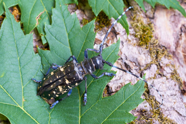 Help slow the spread of invasive species in your community – Dubuque In ...